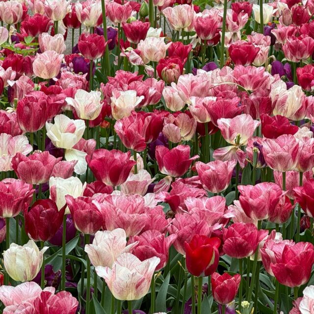 Craftsman style kitchen design for a chef | ACM Design Architecture ...